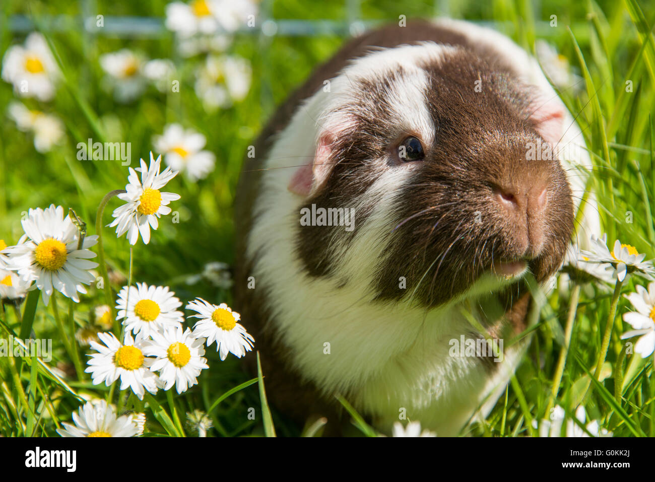 Guinea pig eating grass outside in the garden. Guinea pig (Cavia ...