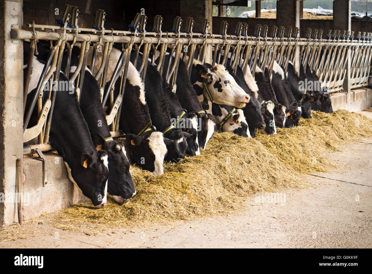 Total mixed ration hi-res stock photography and images - Alamy