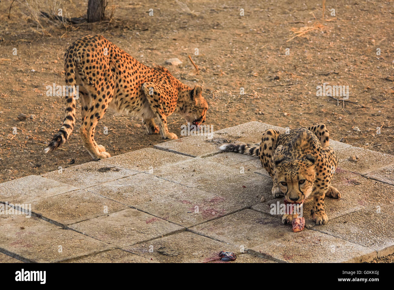 Cheetahs eating hi-res stock photography and images - Alamy