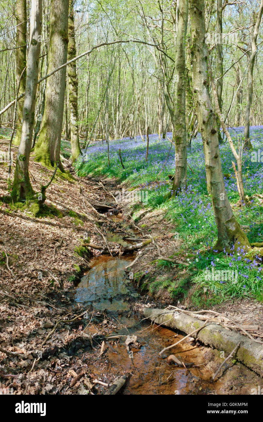 Stream running through a bluebell wood in spring, East Sussex, England ...