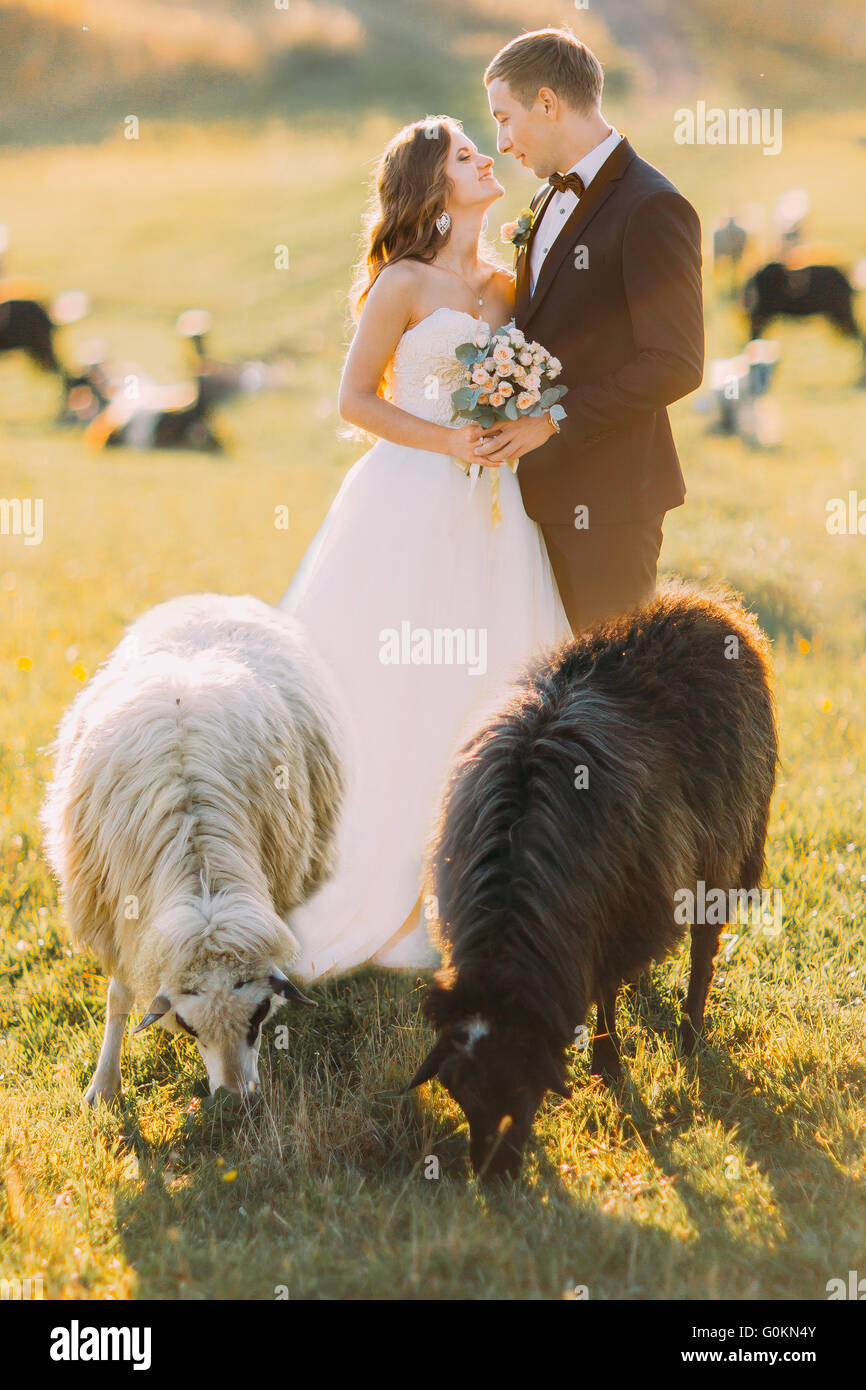 Sheep marriage hi-res stock photography and images - Alamy