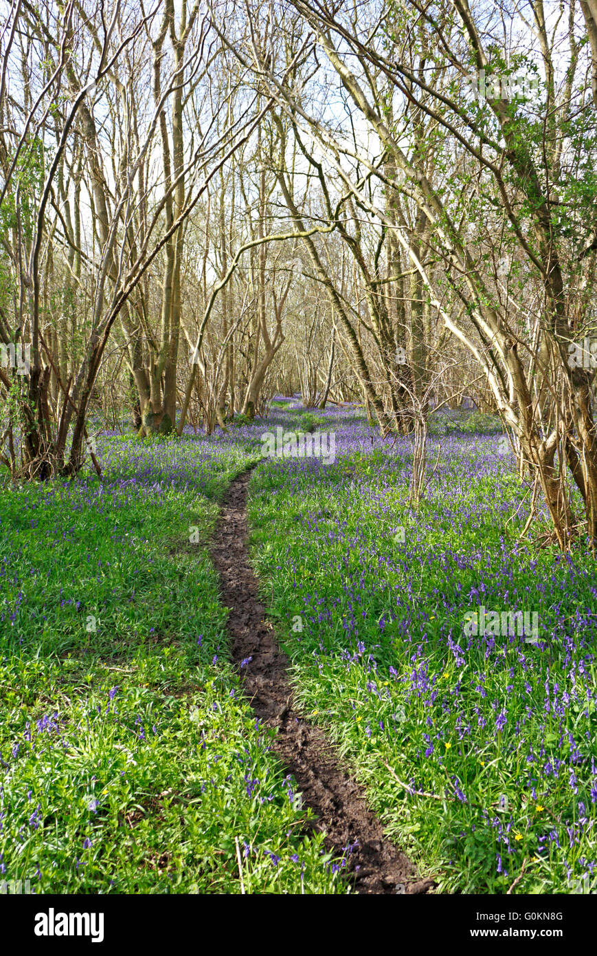 A footpath through Bluebells in the ancient woodland of Foxley Wood ...