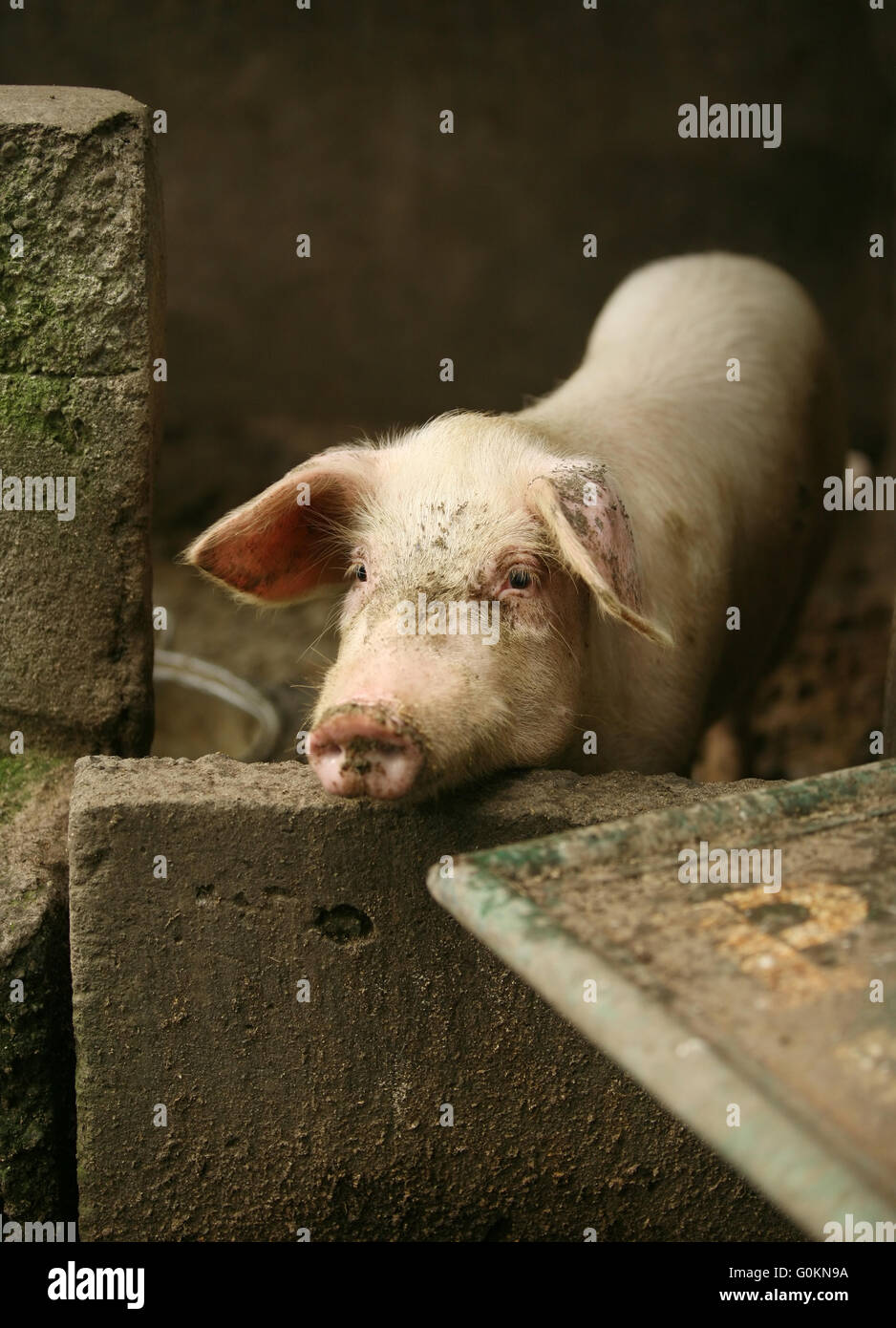 Dirty pig hi-res stock photography and images - Alamy