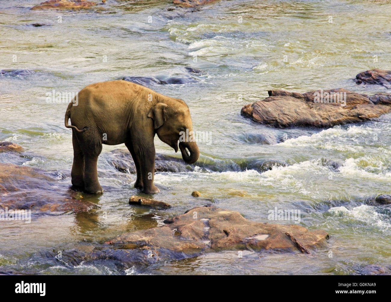 Elephant small ears hi-res stock photography and images - Alamy