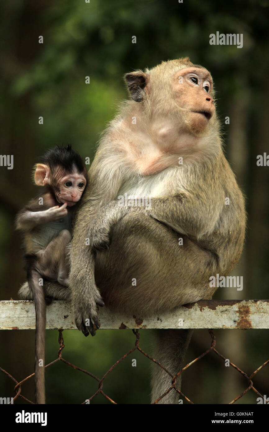 Family of monkeys Stock Photo - Alamy