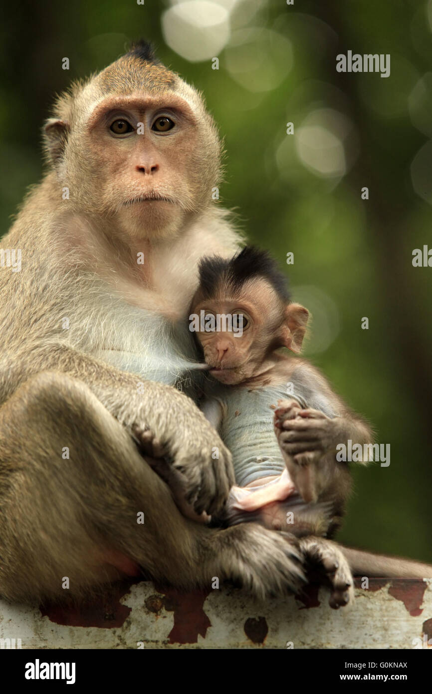 Family of monkeys Stock Photo - Alamy