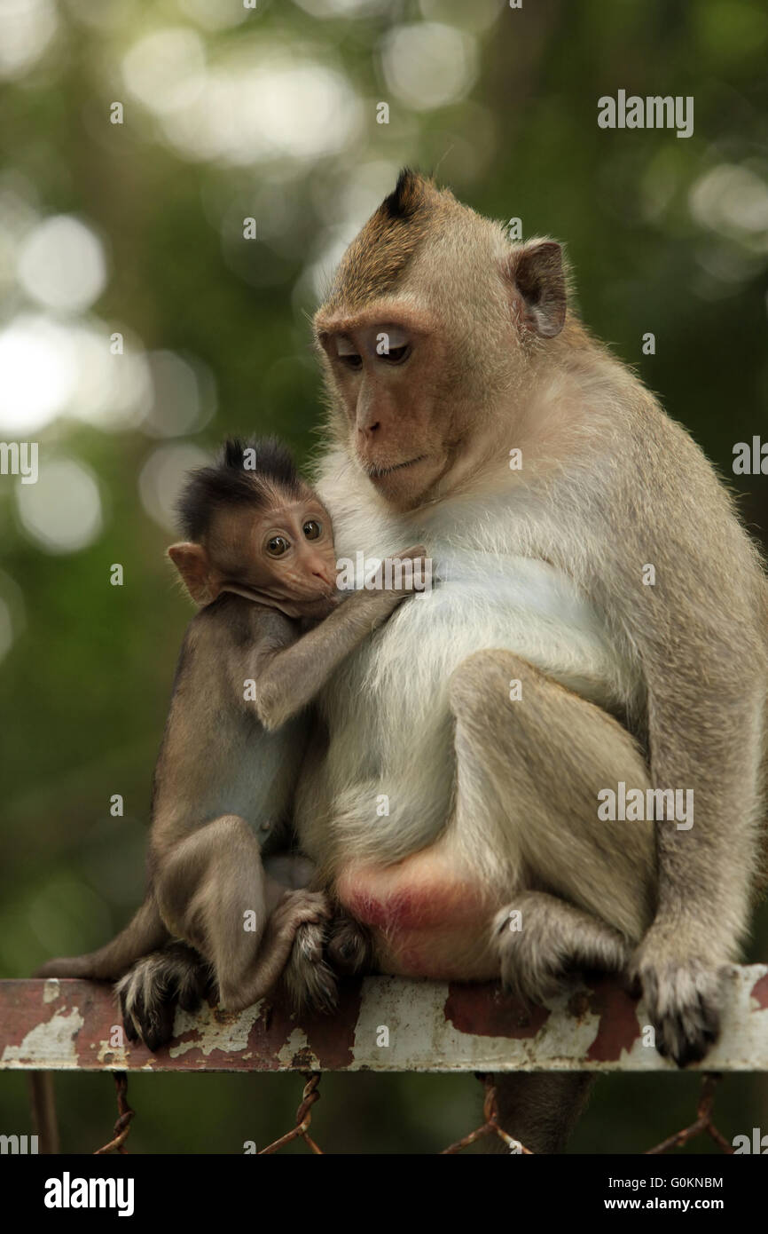 Family of monkeys Stock Photo - Alamy