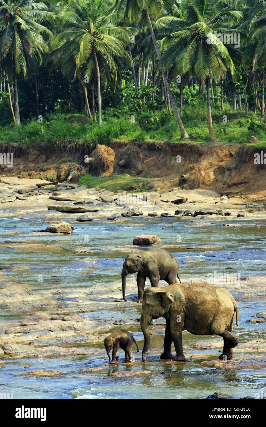 Family of Indian elephants Stock Photo - Alamy