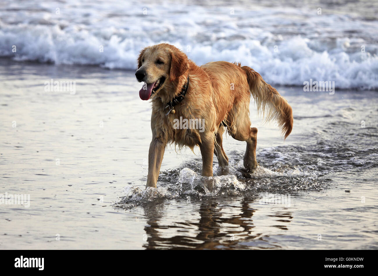 Labrador laugh hi-res stock photography and images - Alamy
