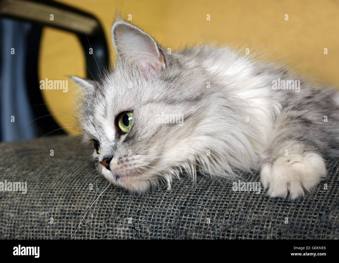 Cat on a chair Stock Photo - Alamy
