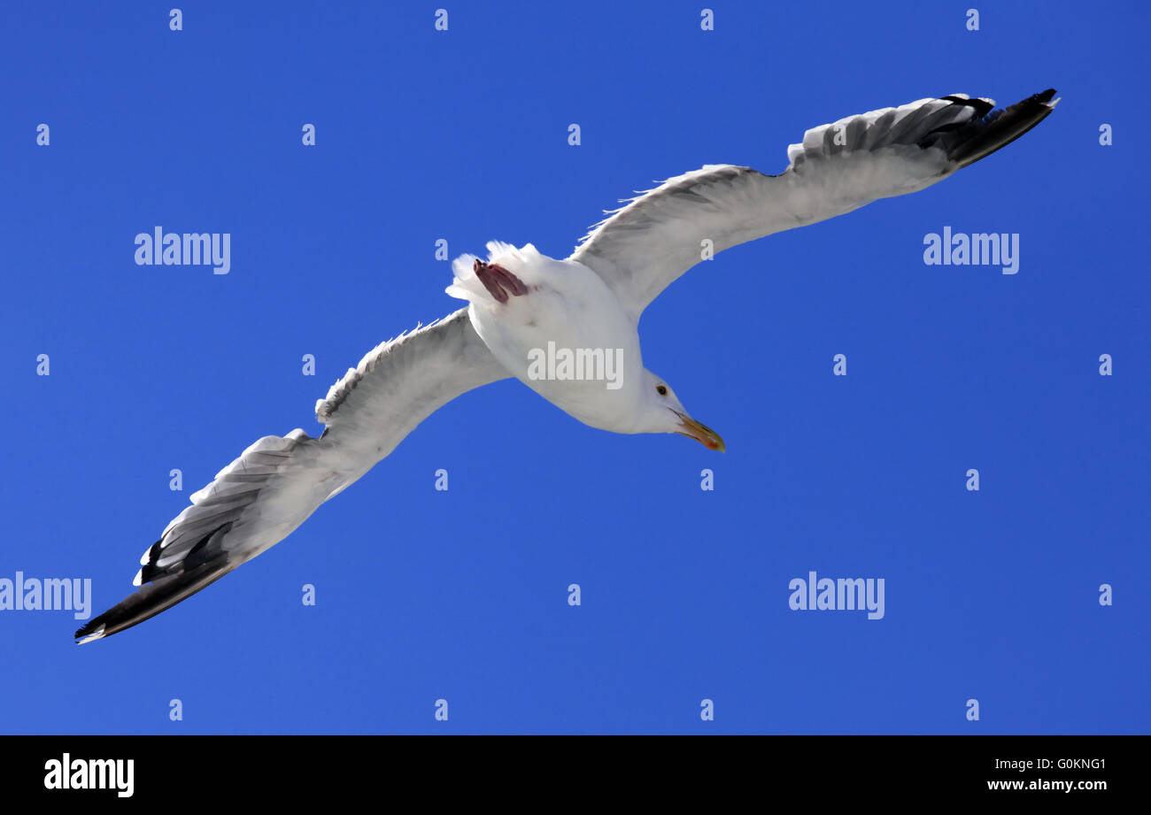 The flying seagull Stock Photo - Alamy