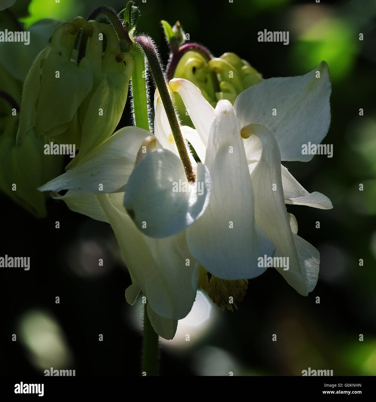 Columbine in light Stock Photo - Alamy