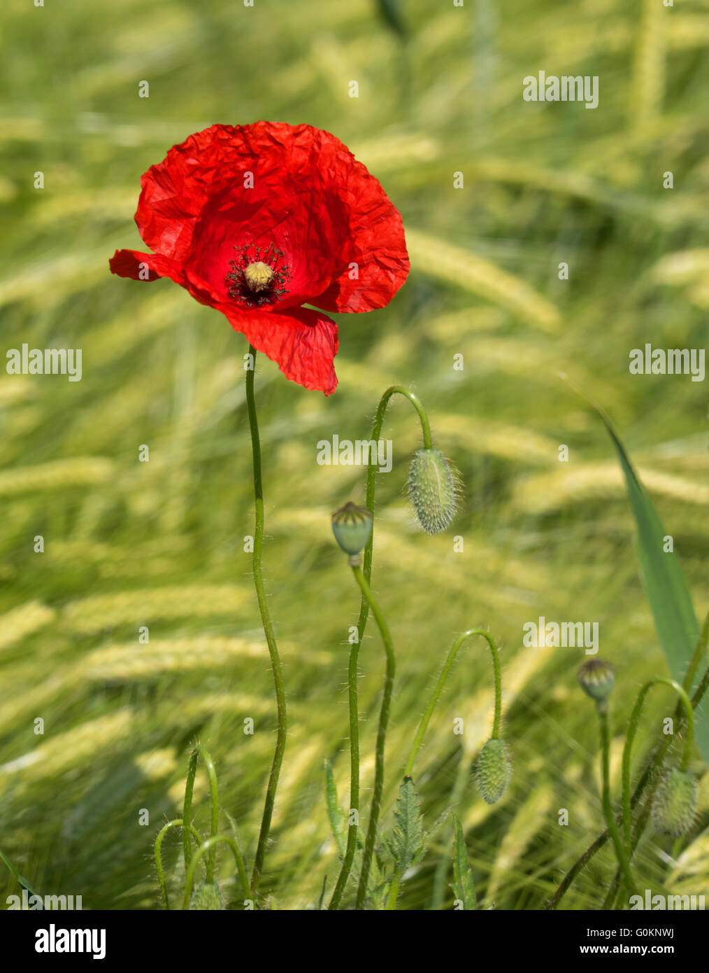 Single corn poppy Stock Photo - Alamy