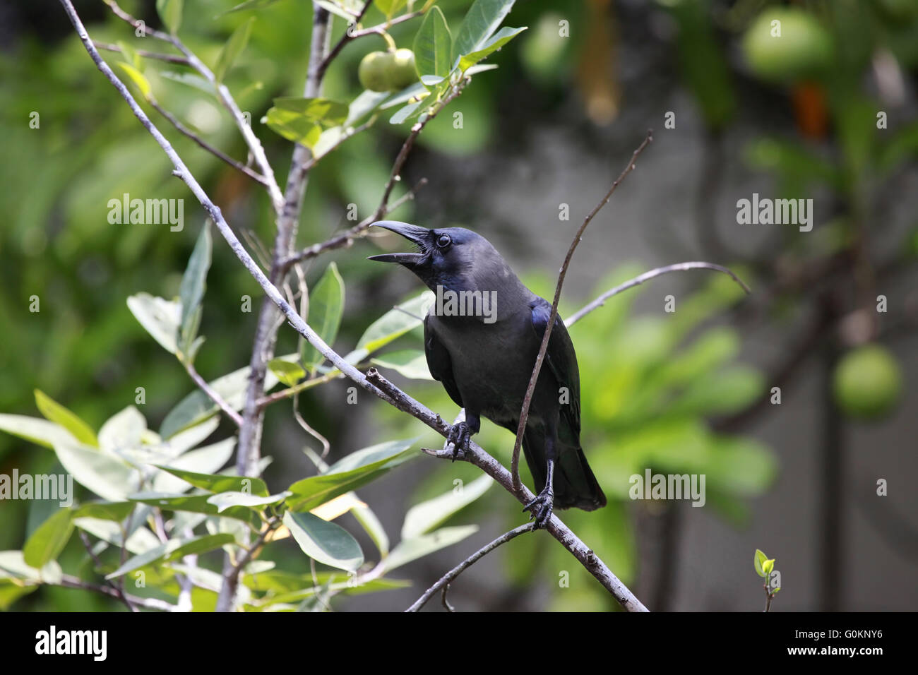black bird on tree Stock Photo - Alamy