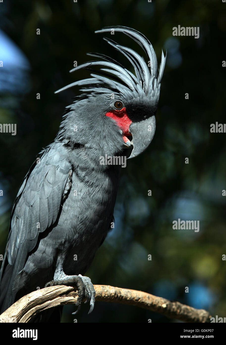 Black parrot hi-res stock photography and images - Alamy