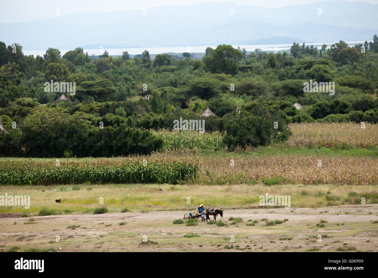 Meki region, Ethiopia, October 2013 This area of Abono Gebriel forest ...