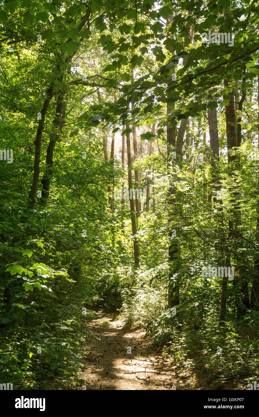 Peaceful forest walk hi-res stock photography and images - Alamy