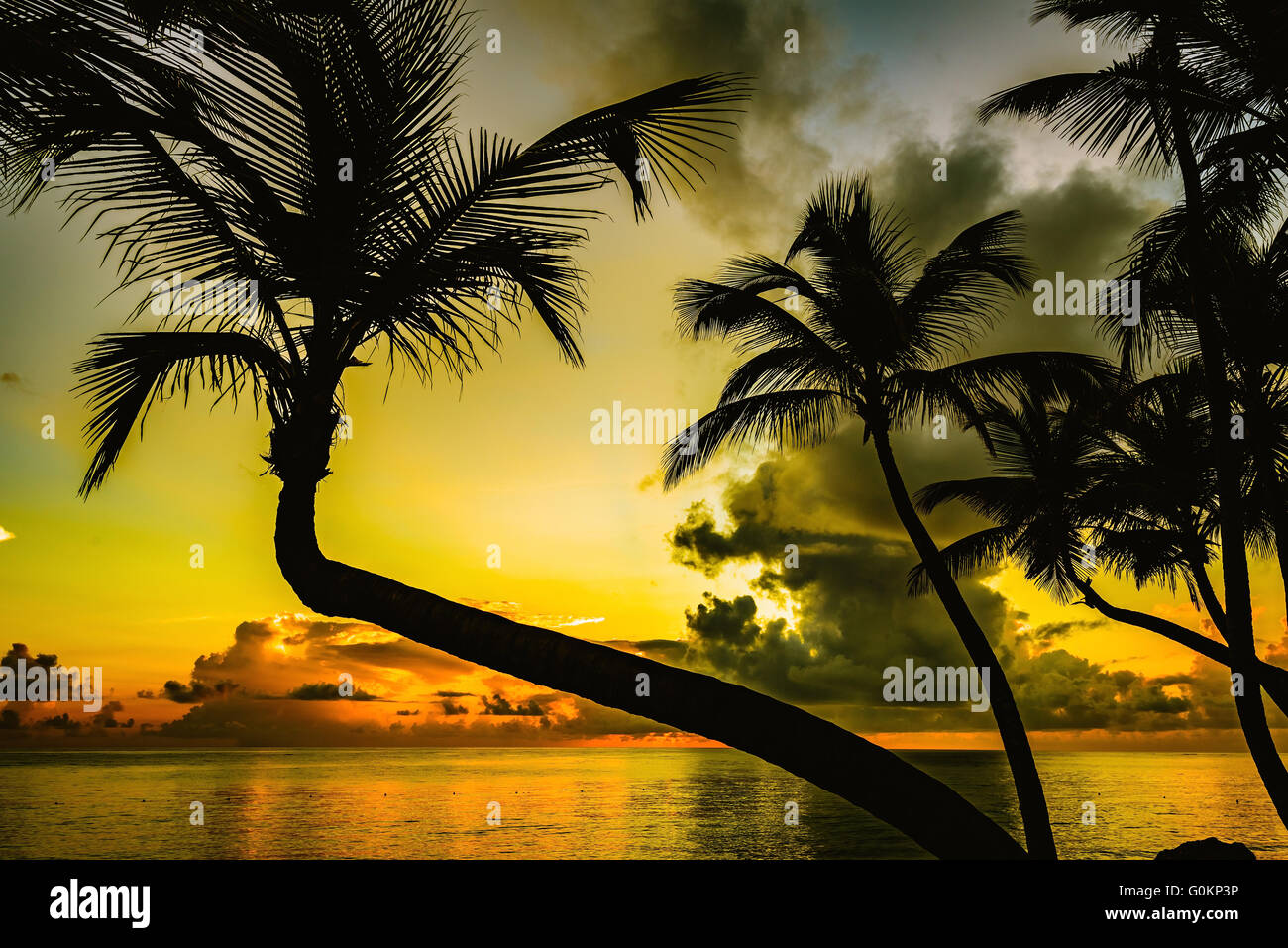 sunset silhouette of palm trees Stock Photo - Alamy
