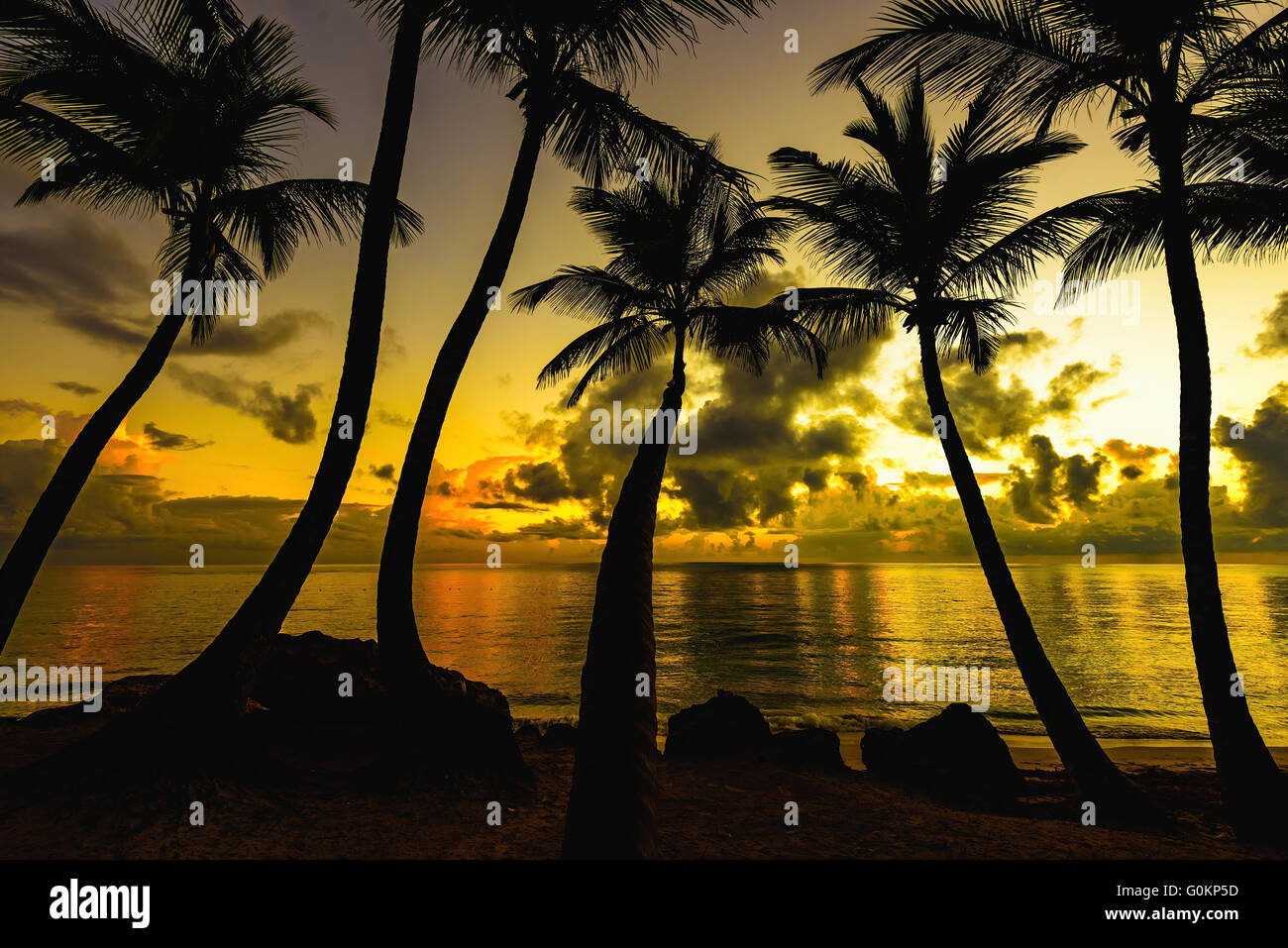 sunset silhouette of palm trees Stock Photo - Alamy