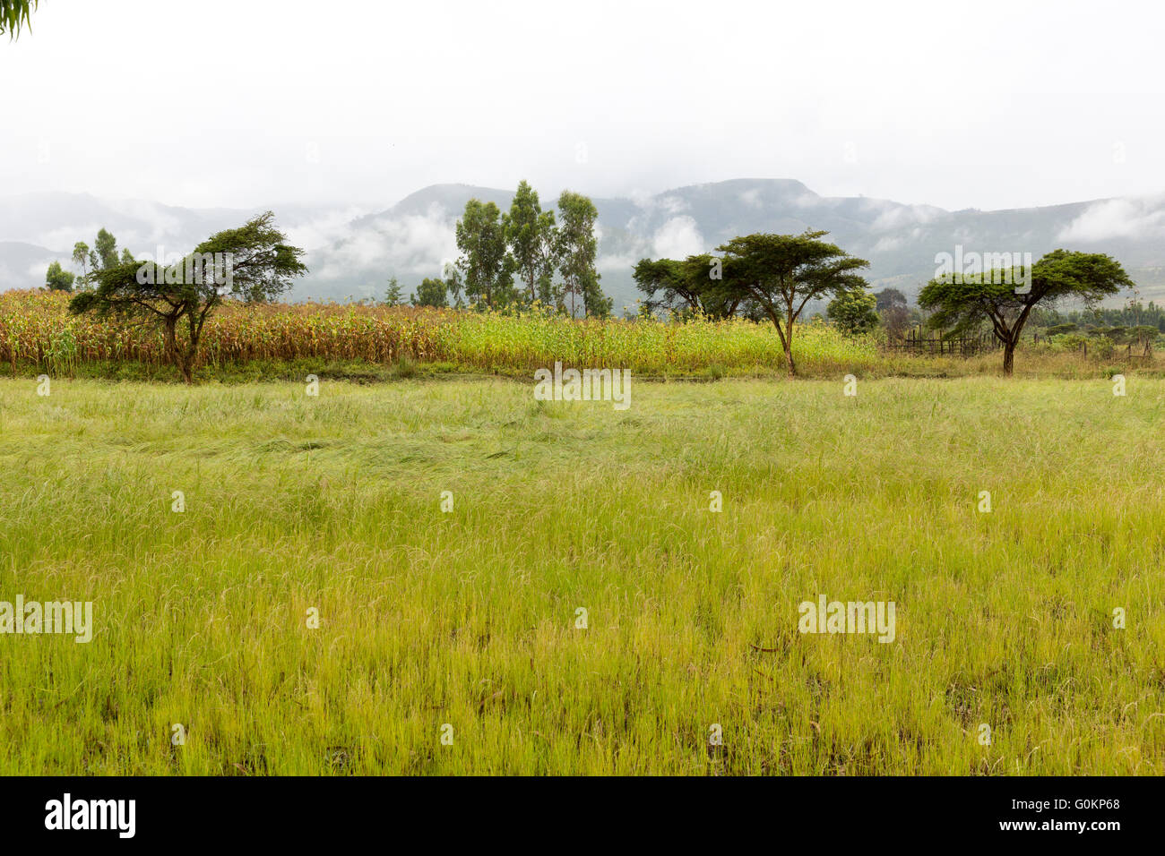 Gurage ethiopia hi-res stock photography and images - Alamy