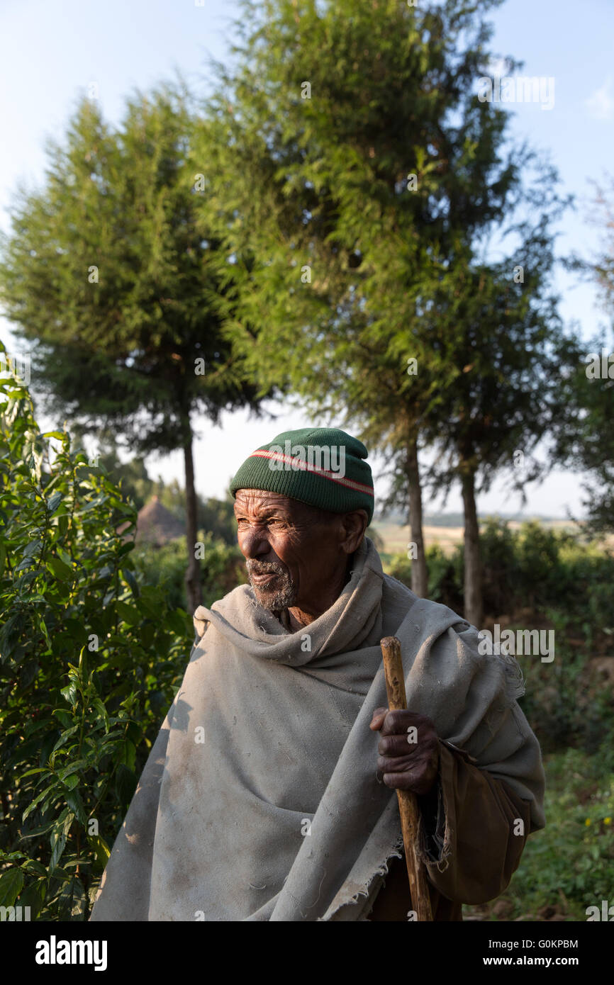 Debre Birhan, Amhara, Ethiopia, October 2013: Hailu Begene, 85, farmer ...