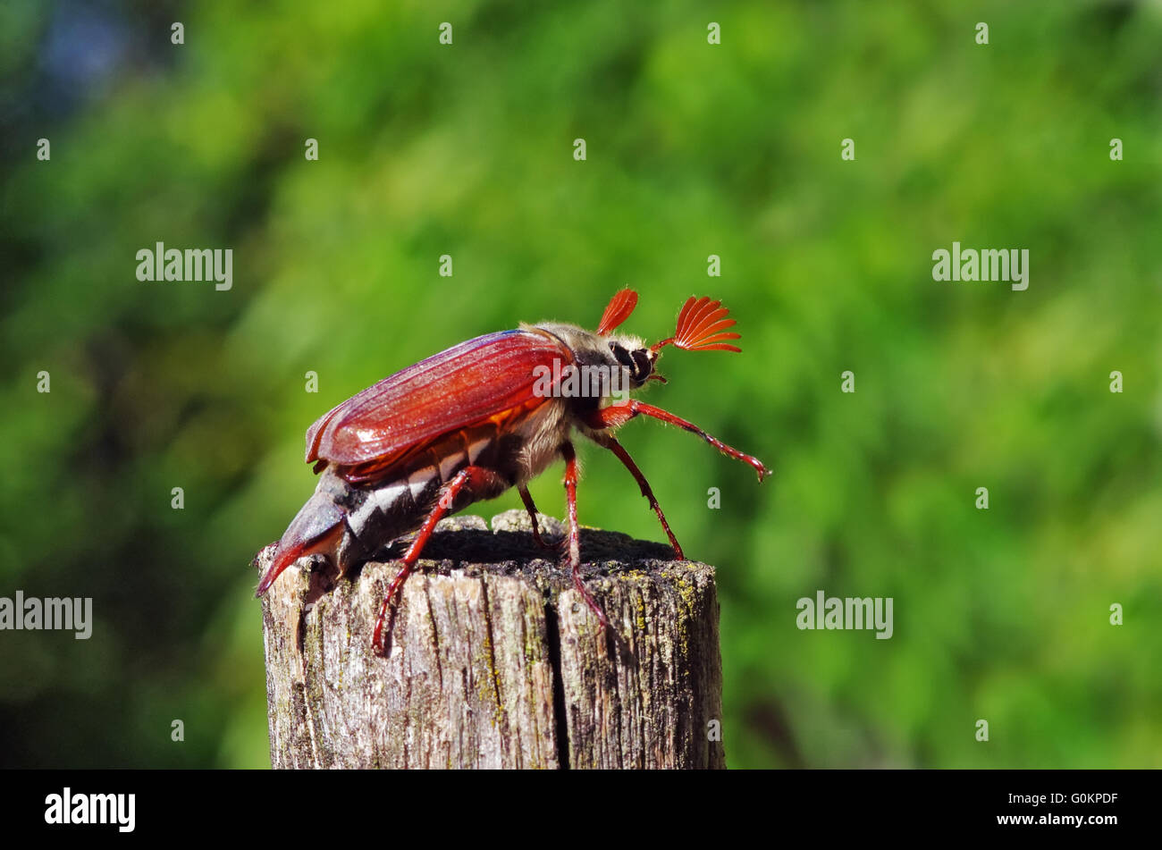 Maikäfer before departure Stock Photo - Alamy