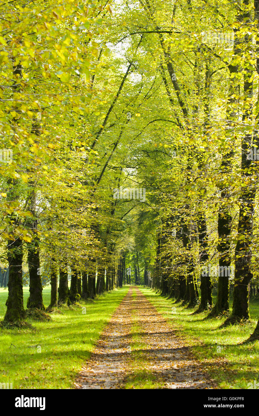 beautiful tree alley with small road at spring Stock Photo - Alamy