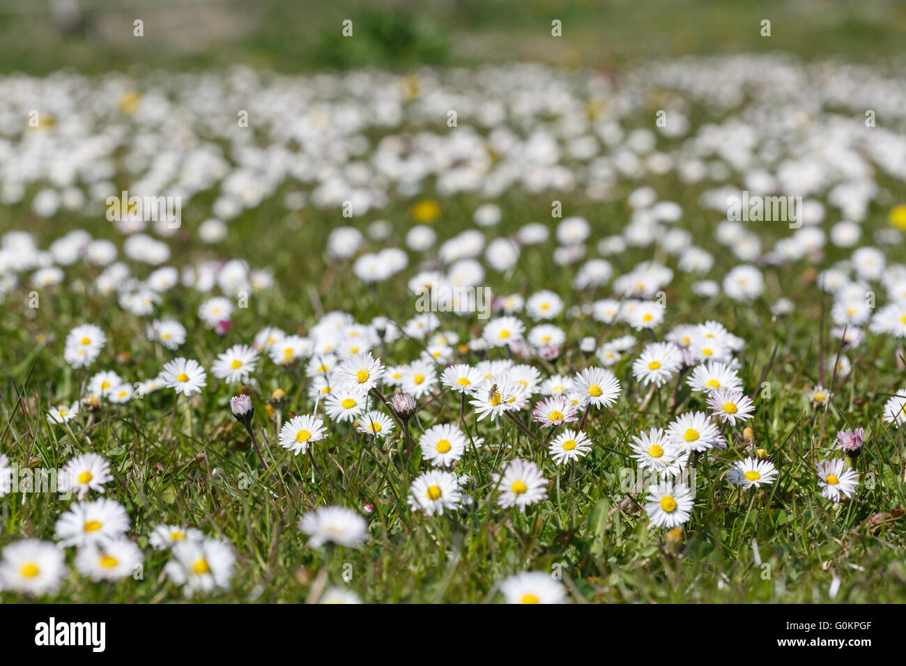 Daisy daisies roadside hi-res stock photography and images - Alamy