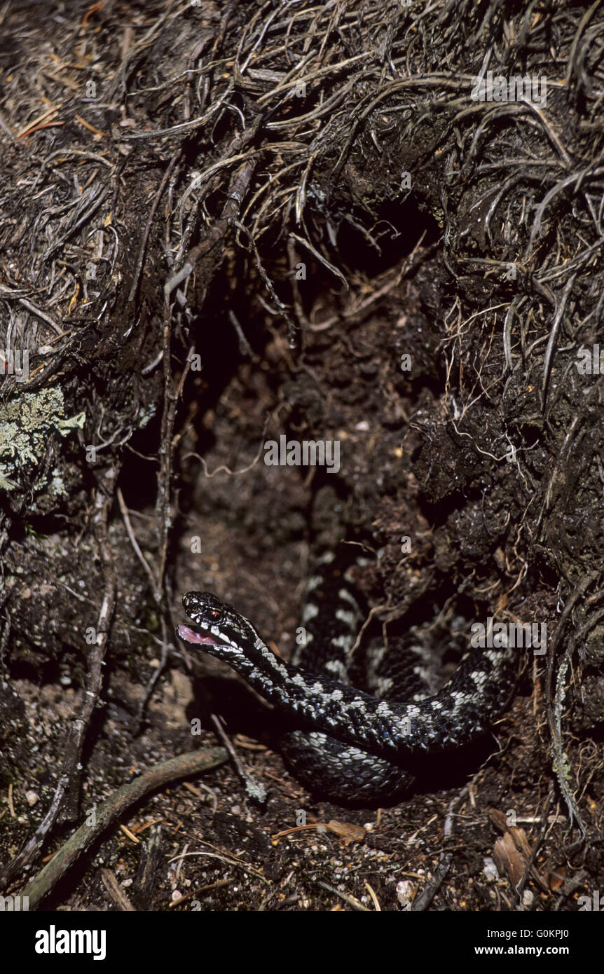 Real adder hi-res stock photography and images - Alamy