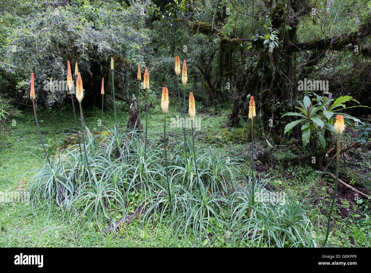 Kebele hi-res stock photography and images - Alamy