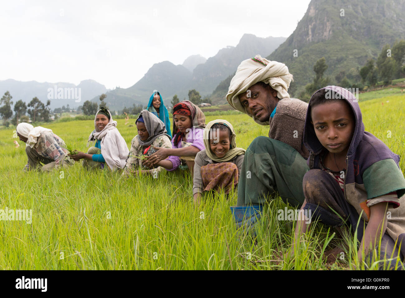 Tef ethiopia hi-res stock photography and images - Alamy