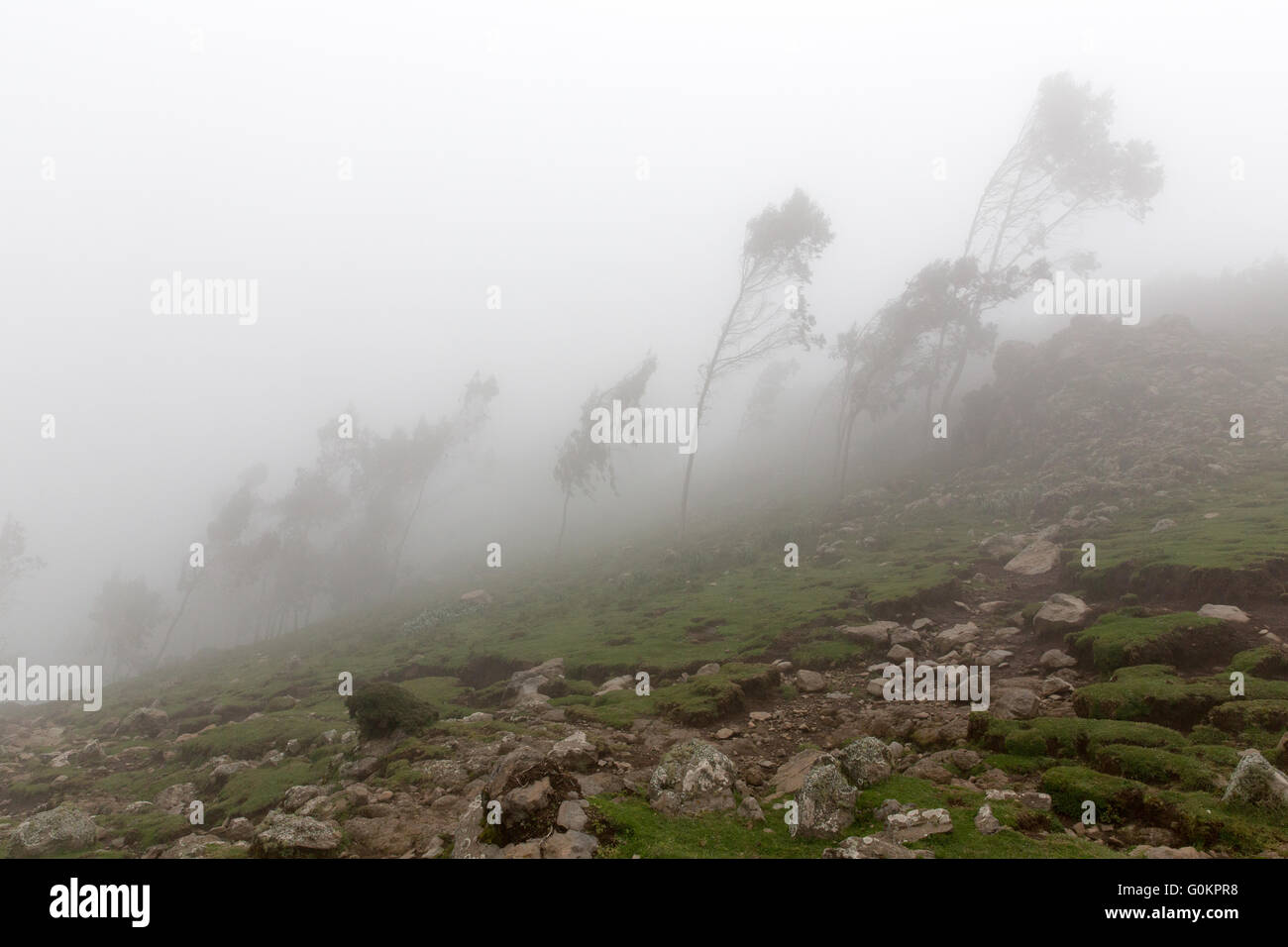 Ankober Woring Mesche Kebele, North Shewa, Ethiopia, October 2013 ...