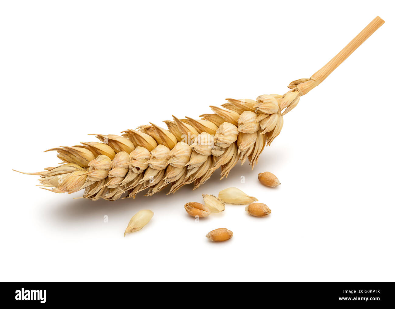 Perfect Cleaned Dried Wheat Ear Isolated on White Background in Full ...