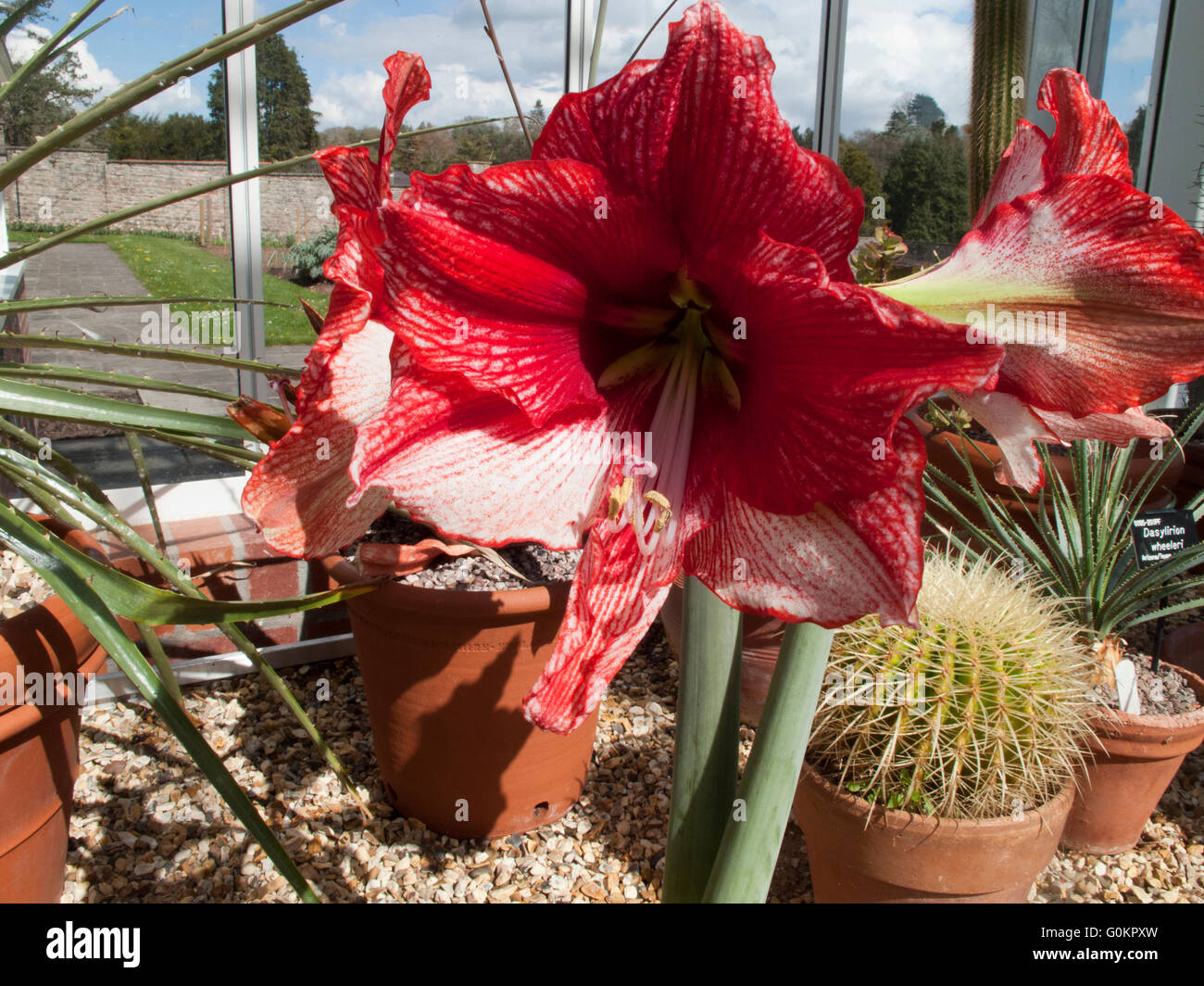 Red Stargazer Lily Stock Photo - Alamy