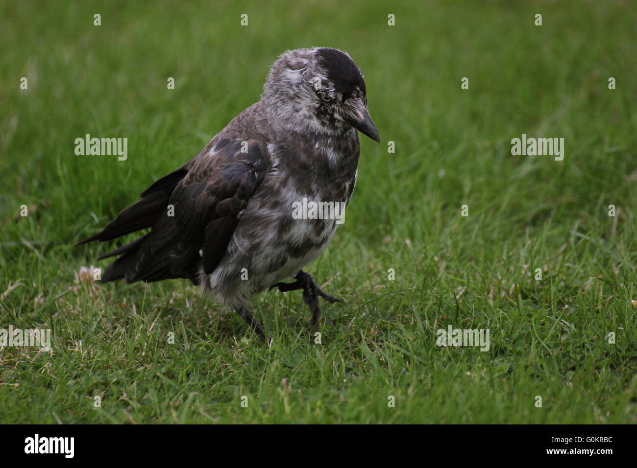 Jackdaw feather hi-res stock photography and images - Alamy