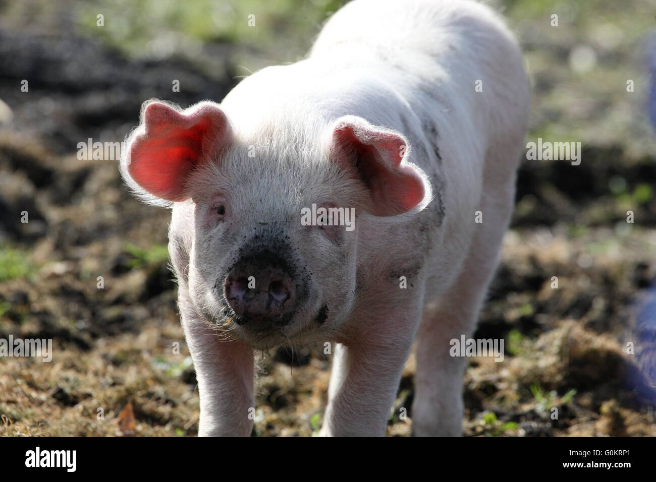 large white weaner pig , outdoors Stock Photo - Alamy