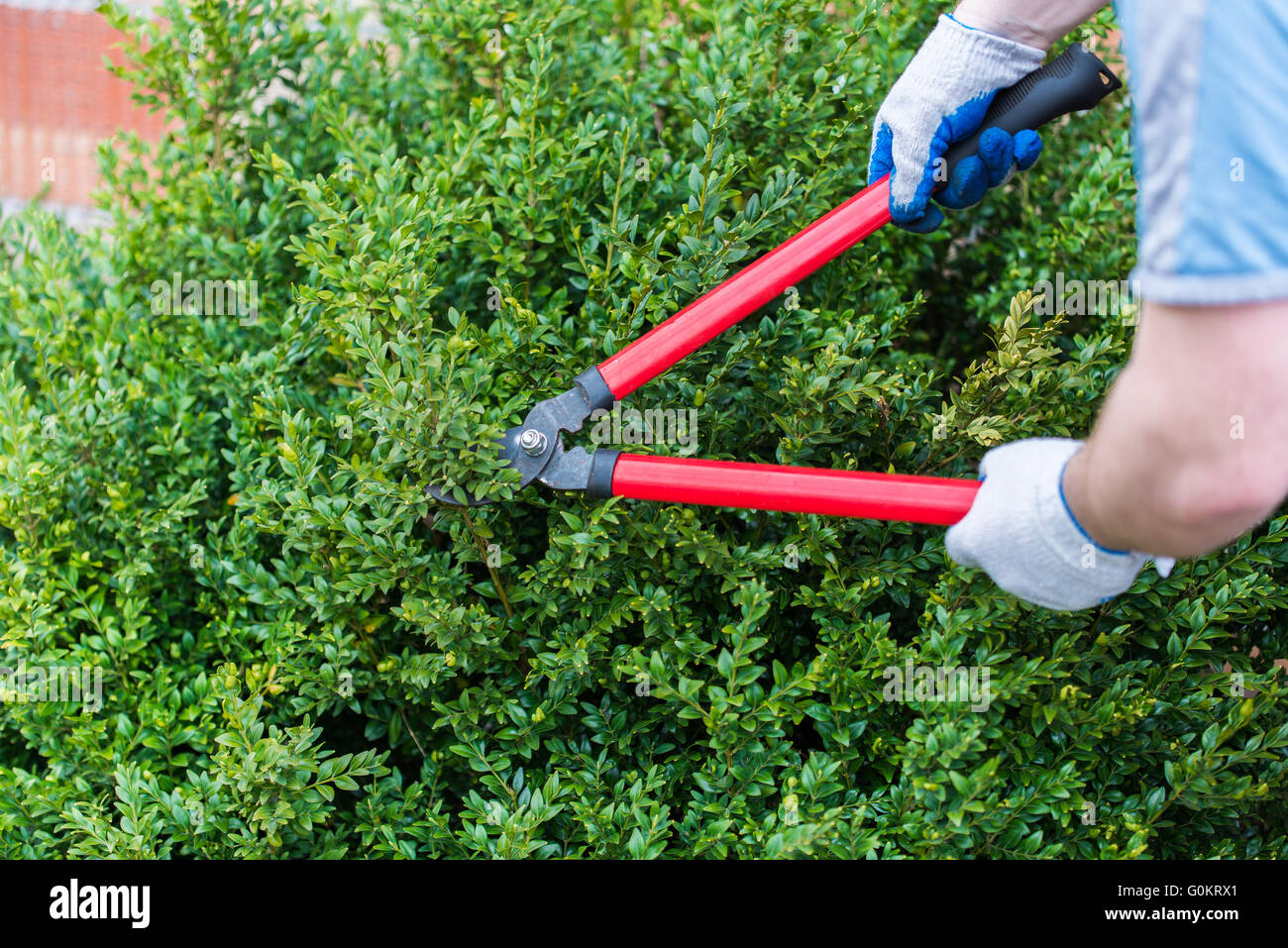 gardener trimmed boxwood, huge, red pruning shears Stock Photo - Alamy