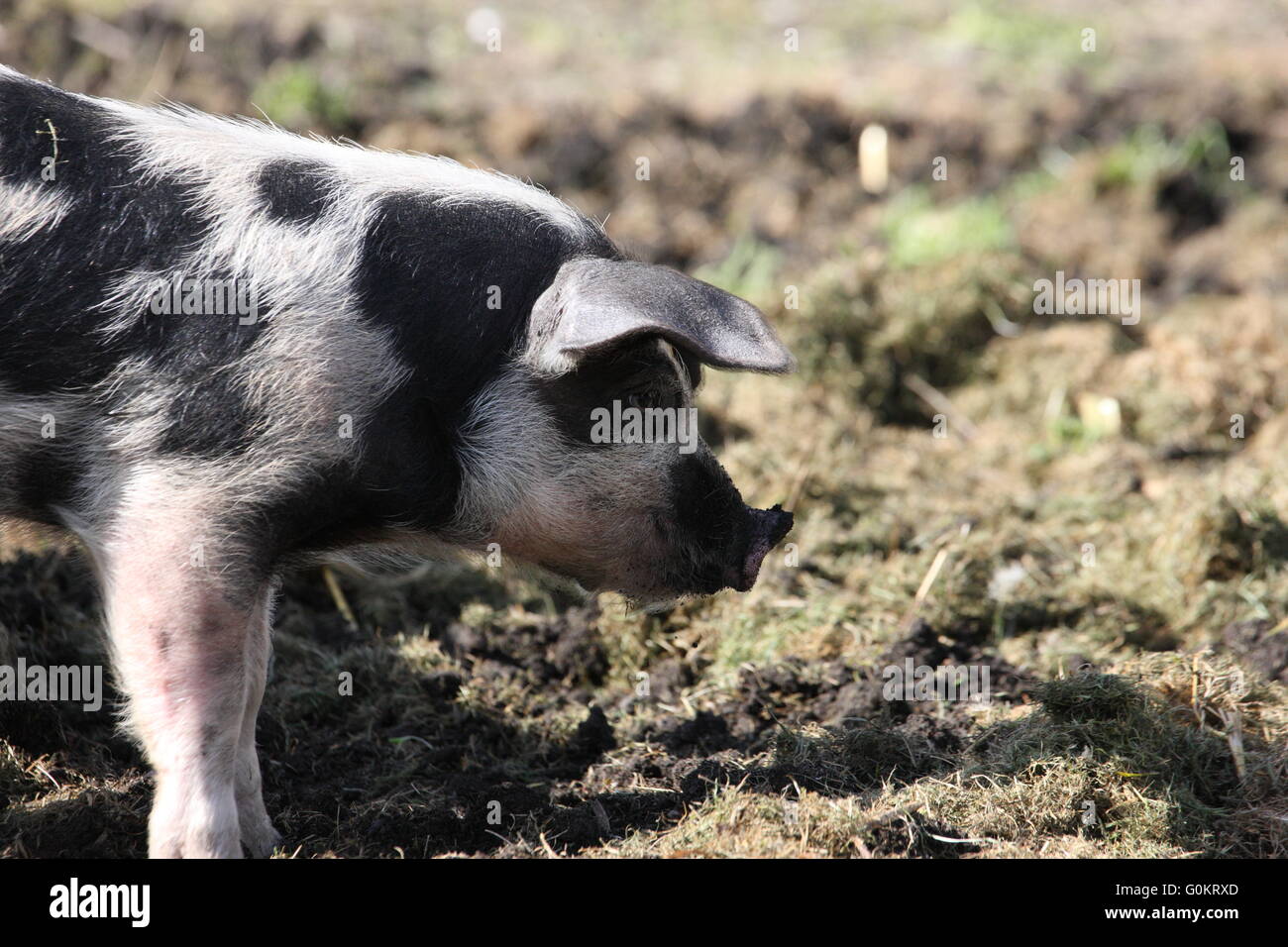 spotted weaner pig , outdoors Stock Photo - Alamy
