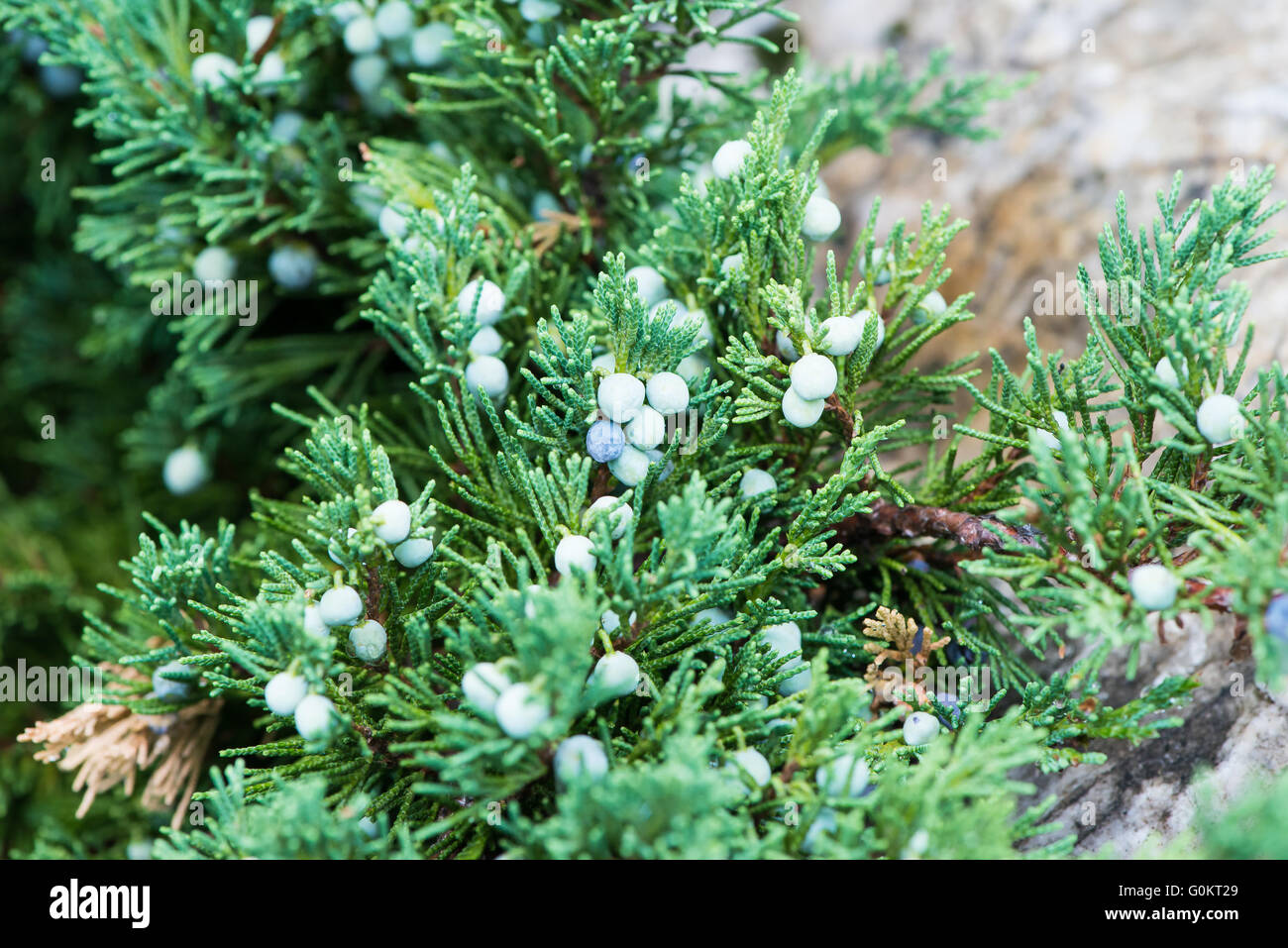 Juniper bush hi-res stock photography and images - Alamy