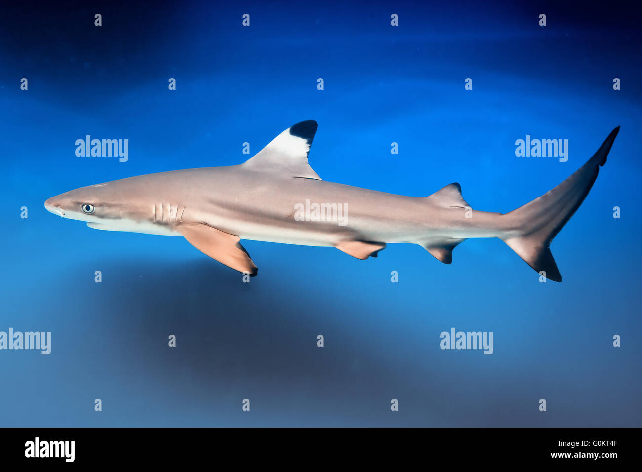 Carcharhinus melanopterus - blacktip reef shark - saltwater fish Stock ...