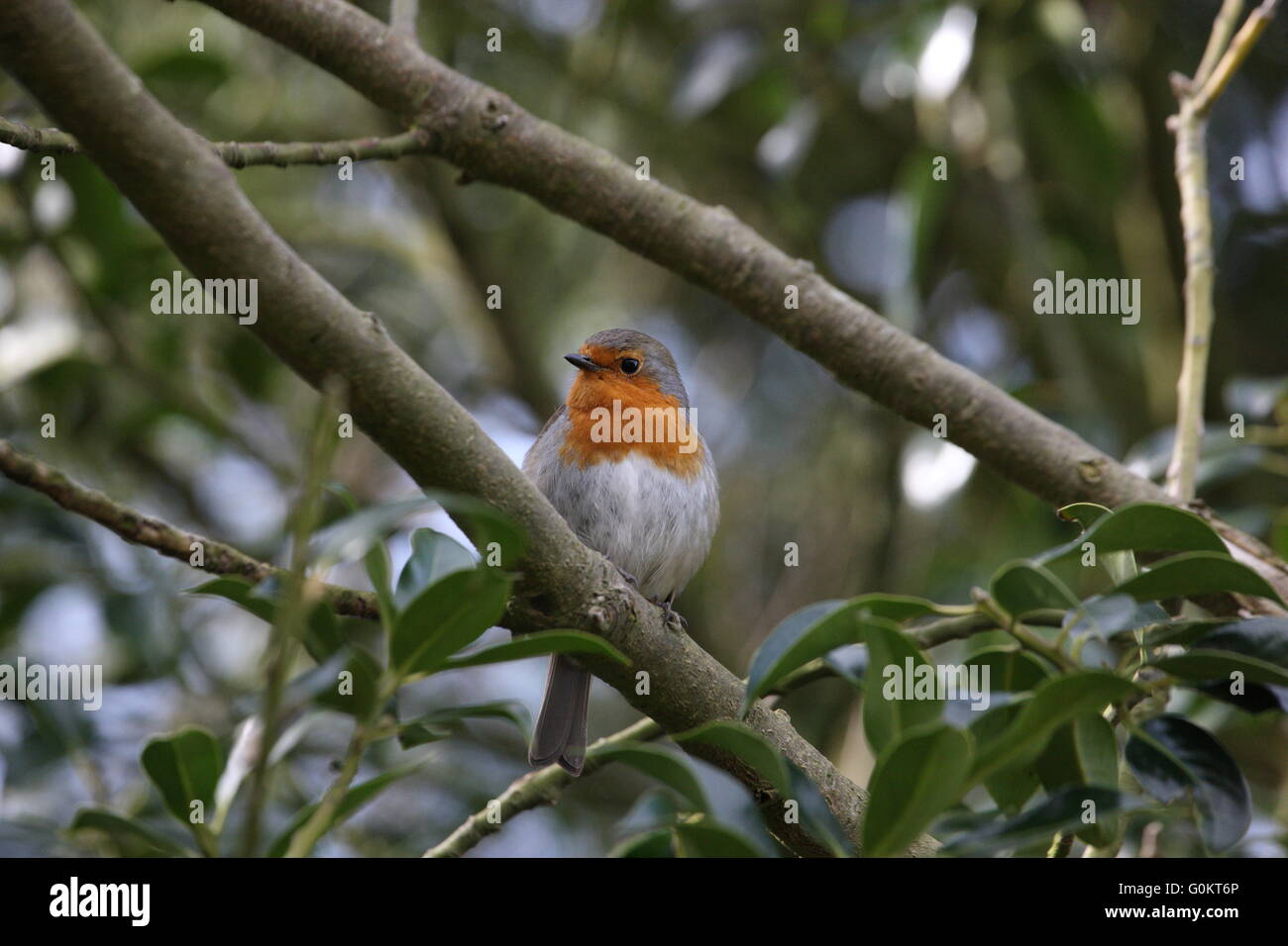 Robin sitting in an apple tree hi-res stock photography and images - Alamy