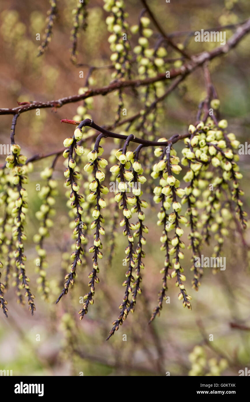 Stachyurus praecox flowers in early Spring Stock Photo - Alamy