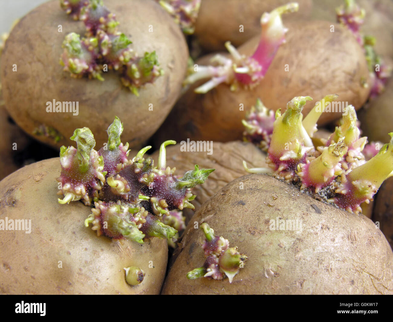 Potato seedling hi-res stock photography and images - Alamy