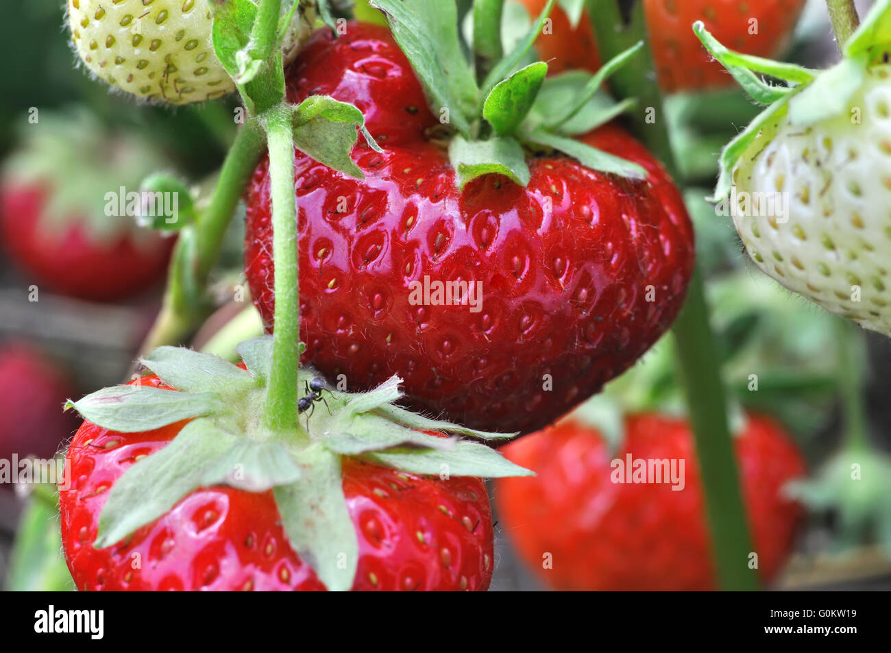 close-up of ripening strawberry Stock Photo - Alamy