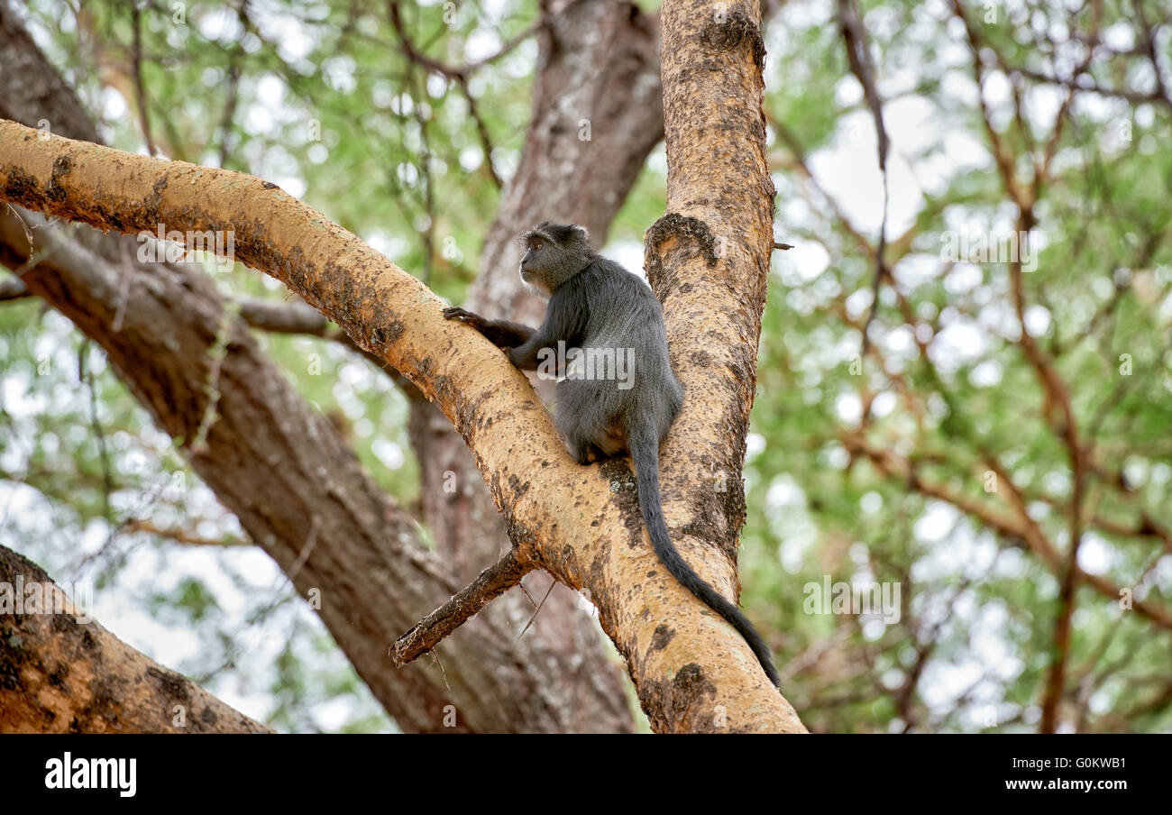Blue monkey (Cercopithecus mitis), Lake Manyara National Park, Tanzania ...