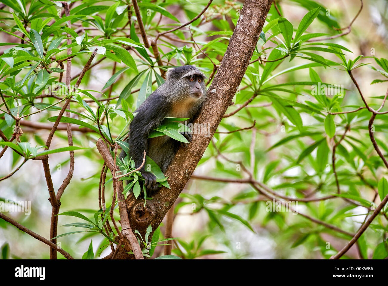 Blue monkey (Cercopithecus mitis), Lake Manyara National Park, Tanzania ...
