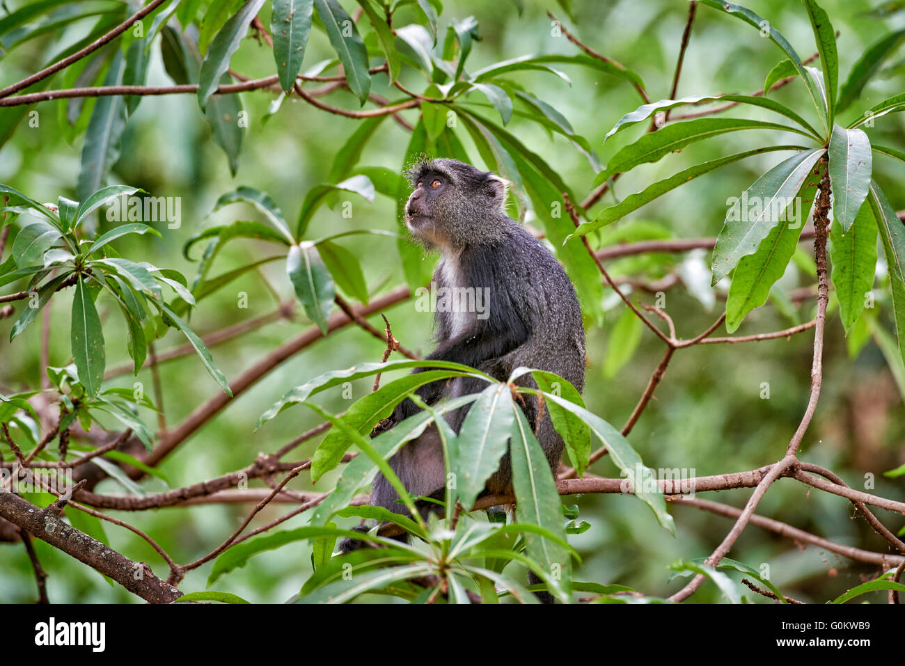 Manyara nationalpark hi-res stock photography and images - Alamy