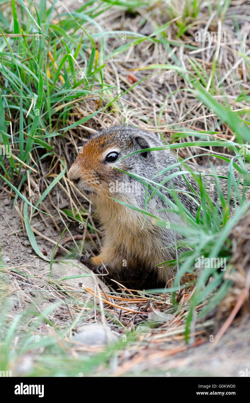 squirrel in Banff in Canada Stock Photo - Alamy