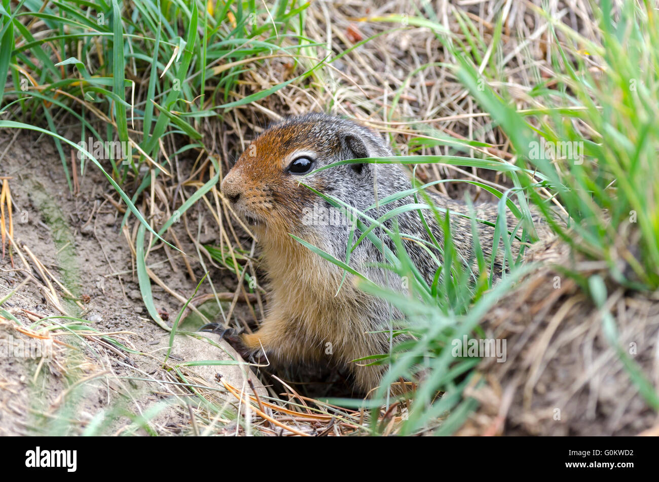 squirrel in Banff in Canada Stock Photo - Alamy