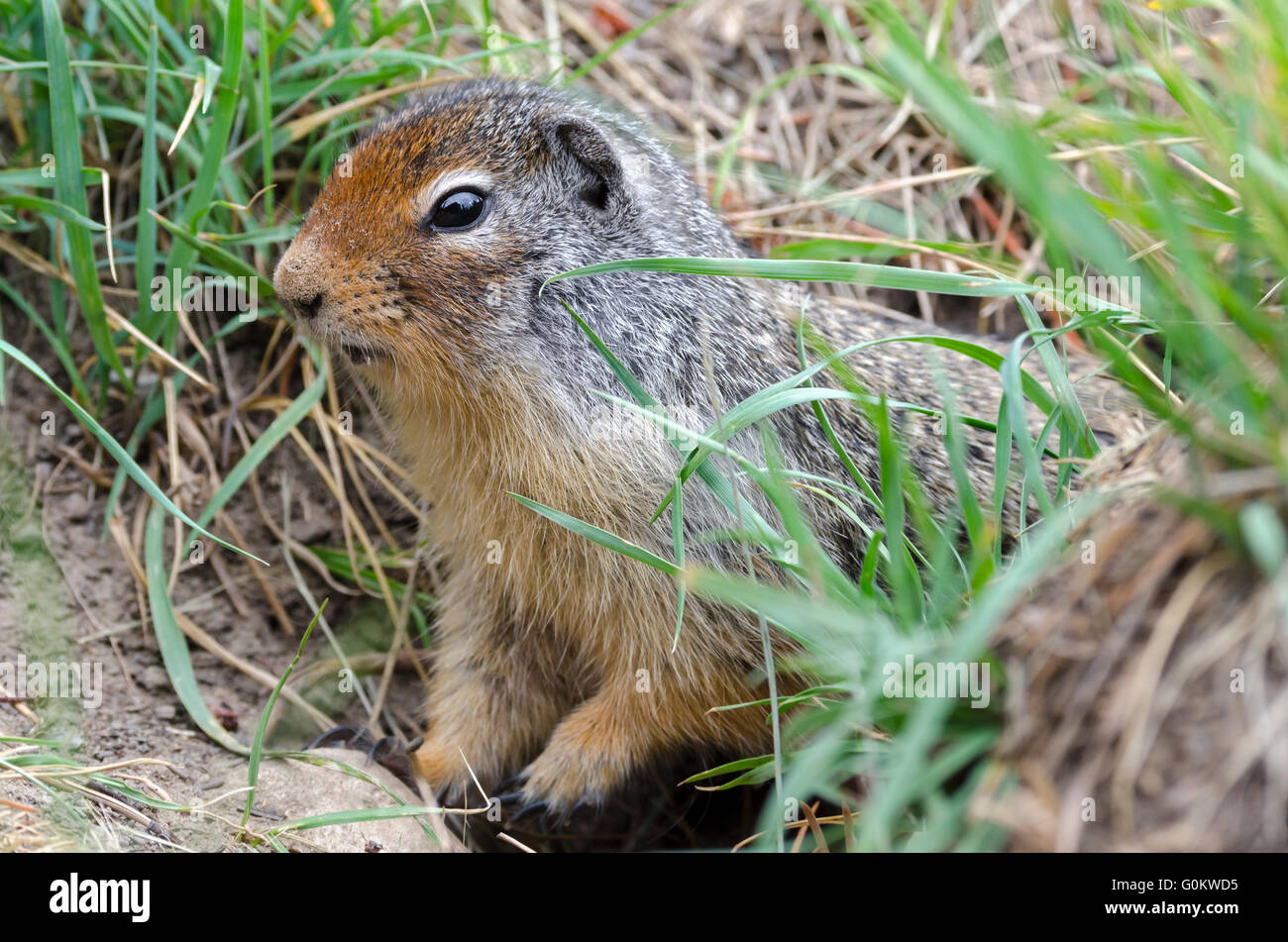 squirrel in Banff in Canada Stock Photo - Alamy